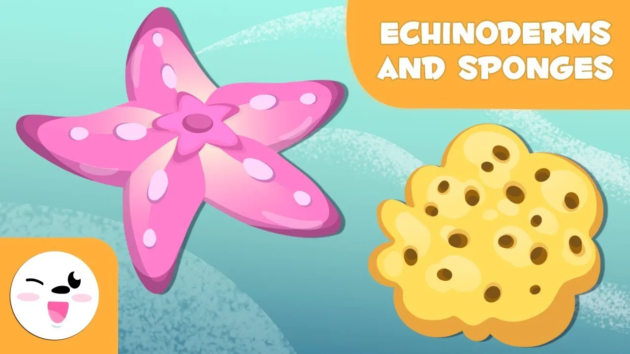 Echinoderms and sponges for kids - Invertebrate animals - Natural ...