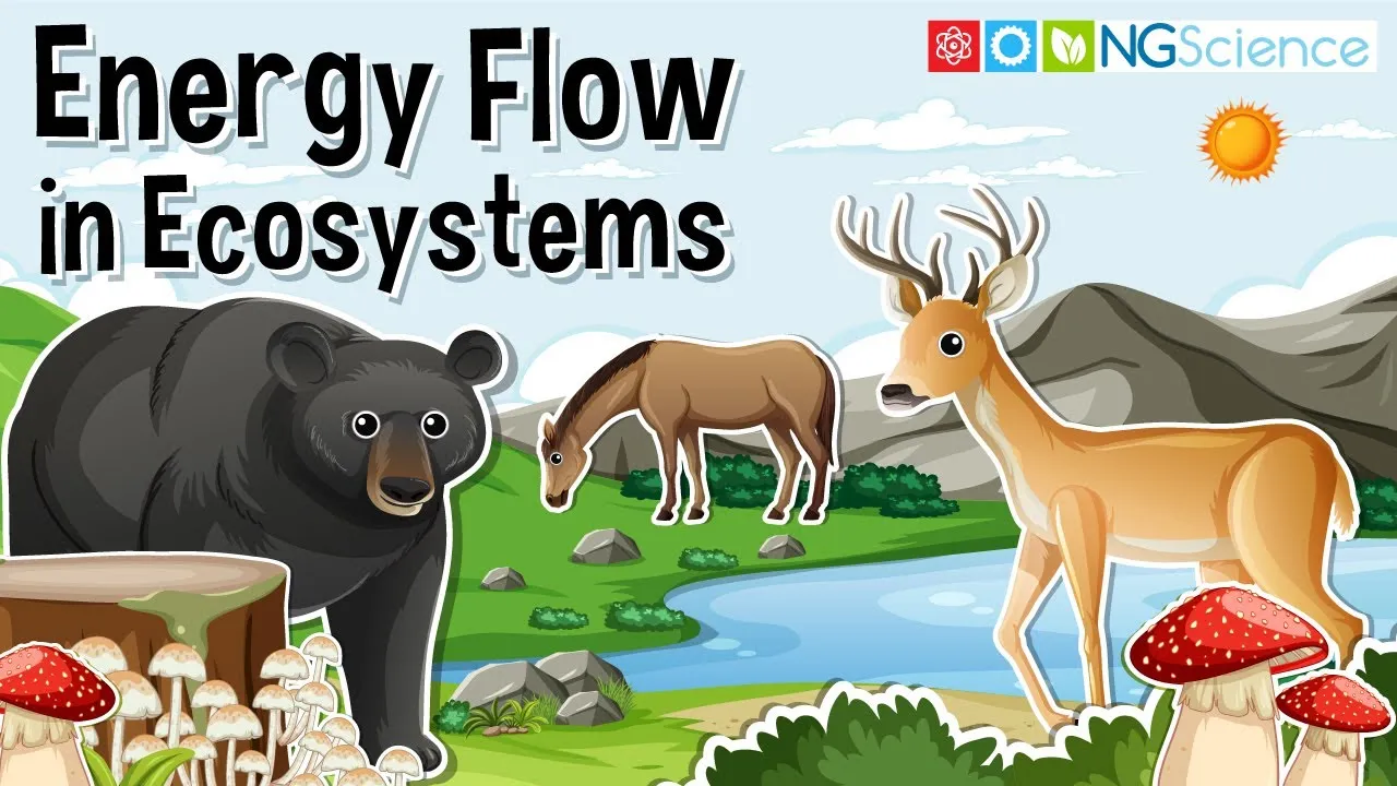 Energy Flow in Ecosystems – - ClassX