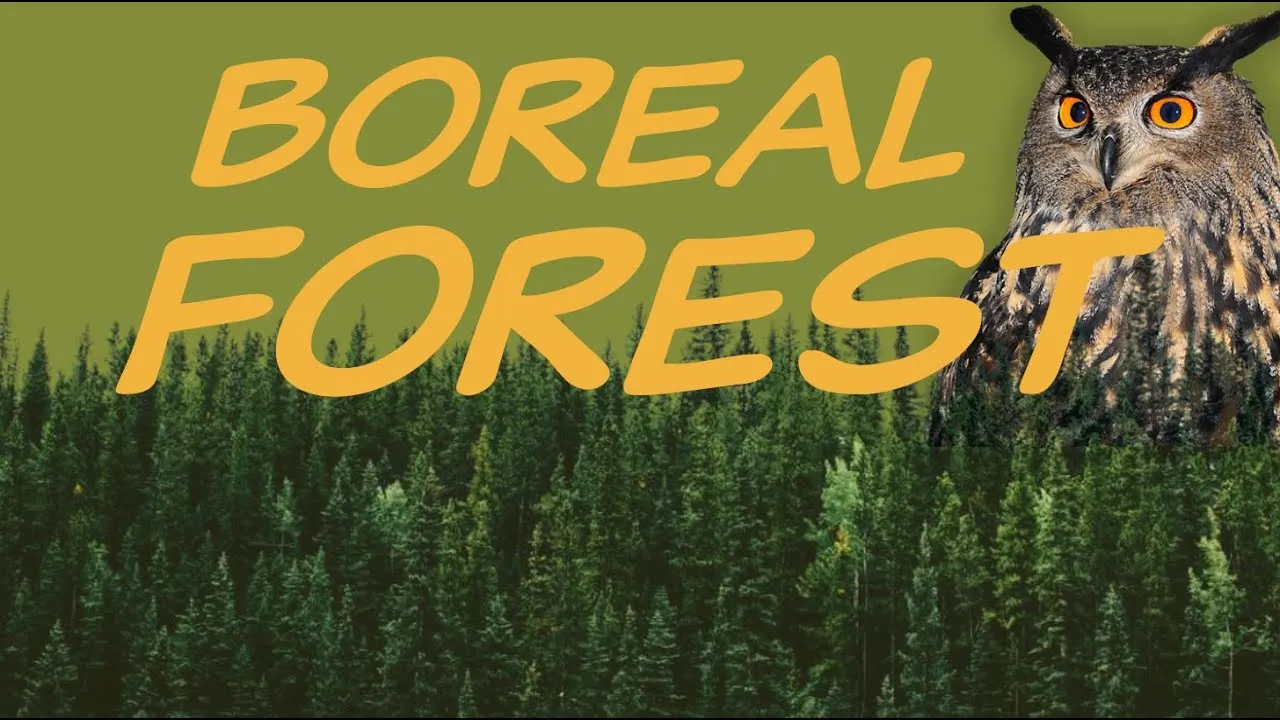Explore the BOREAL FOREST Biome ???? Nature Ecology & Environment - ClassX