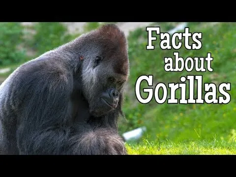Facts about Gorillas for Kids - ClassX