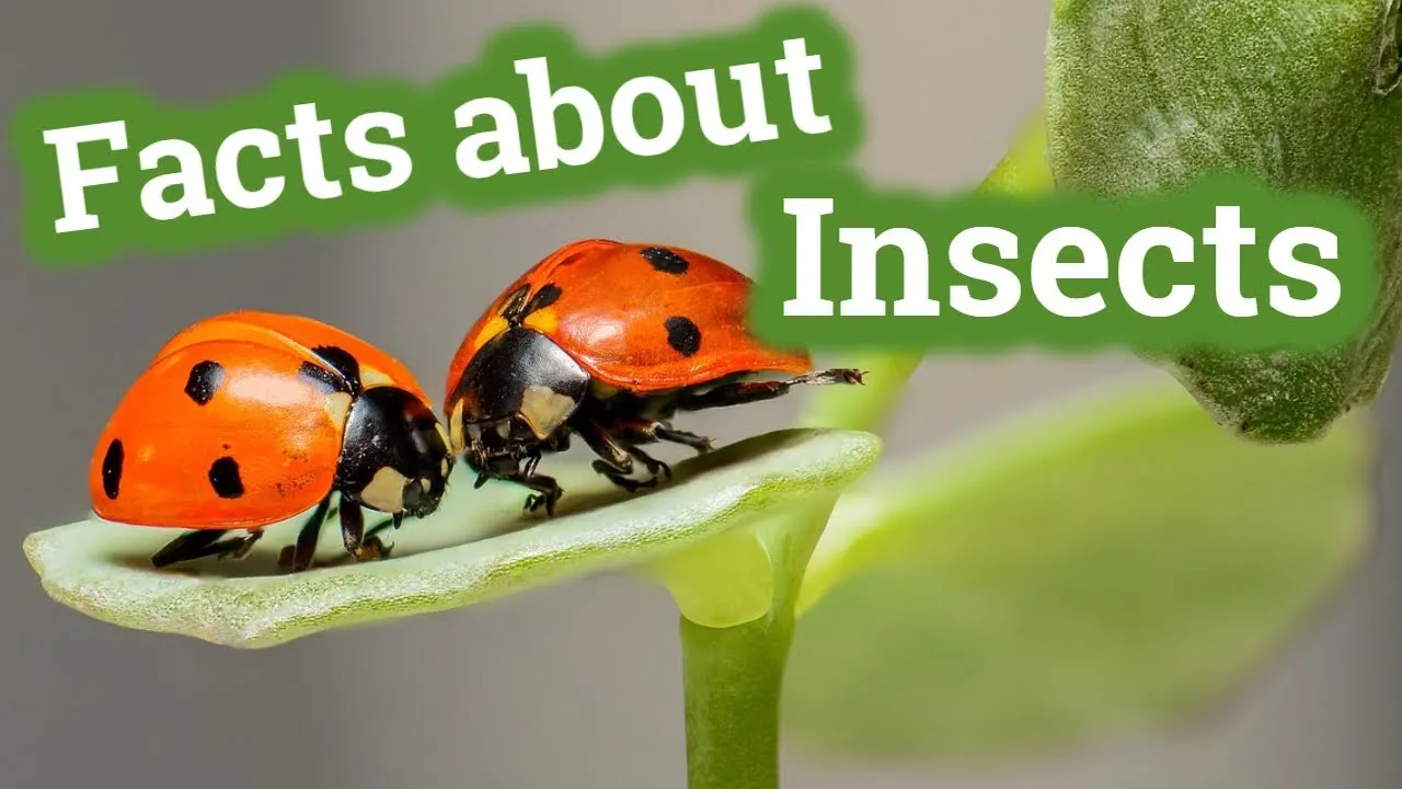 Facts about Insects for Kids | Learning Video - ClassX