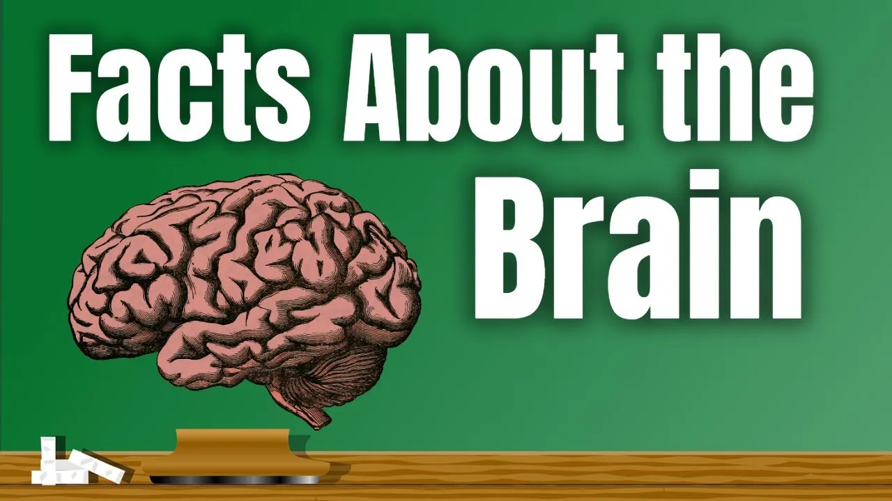Facts About the Brain | Lesson Video - ClassX