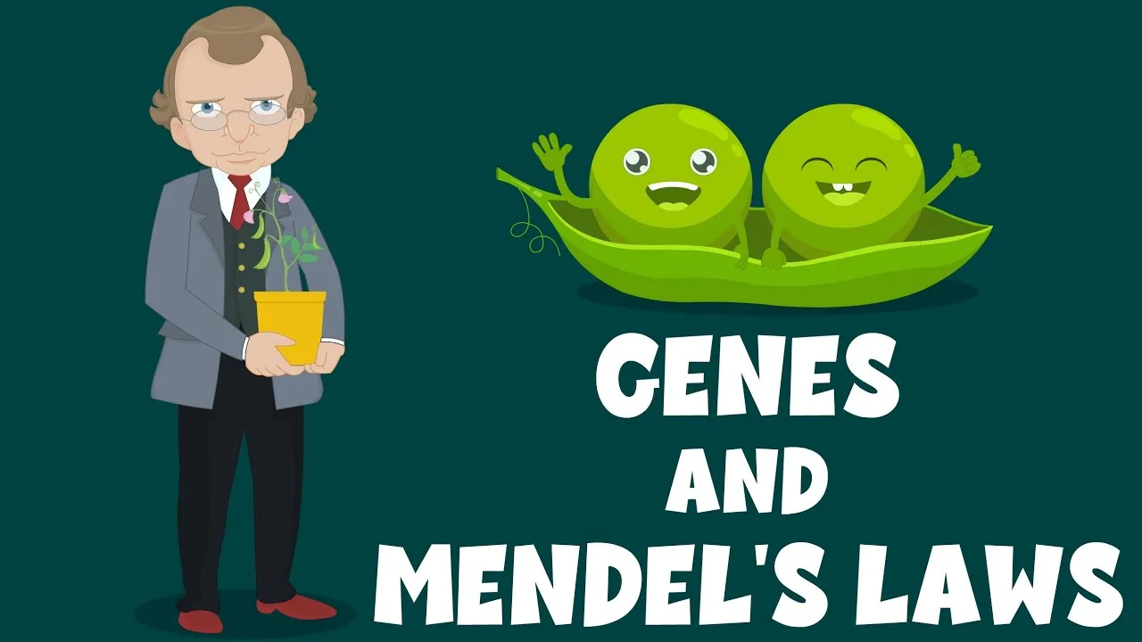 Genes and Mendel's Laws - Genetics - Biology Video - ClassX