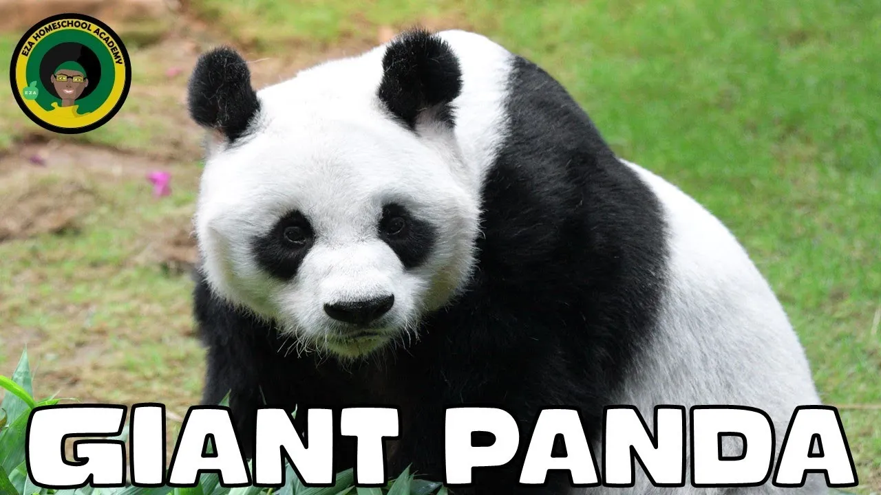 Gentle Giant Pandas - ClassX