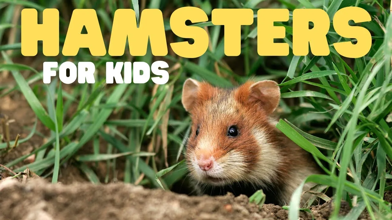 Hamsters for Kids | Learn fun facts all about these cute mammals - ClassX