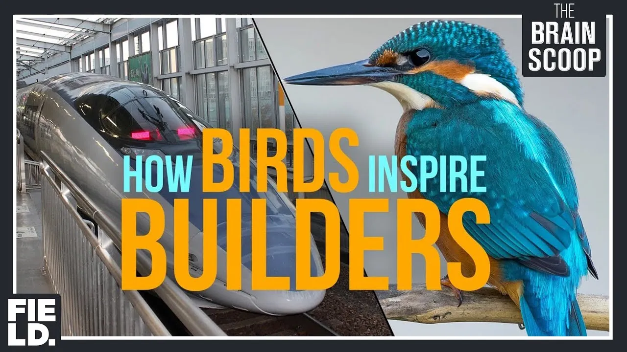 How Birds inspire Builders - ClassX