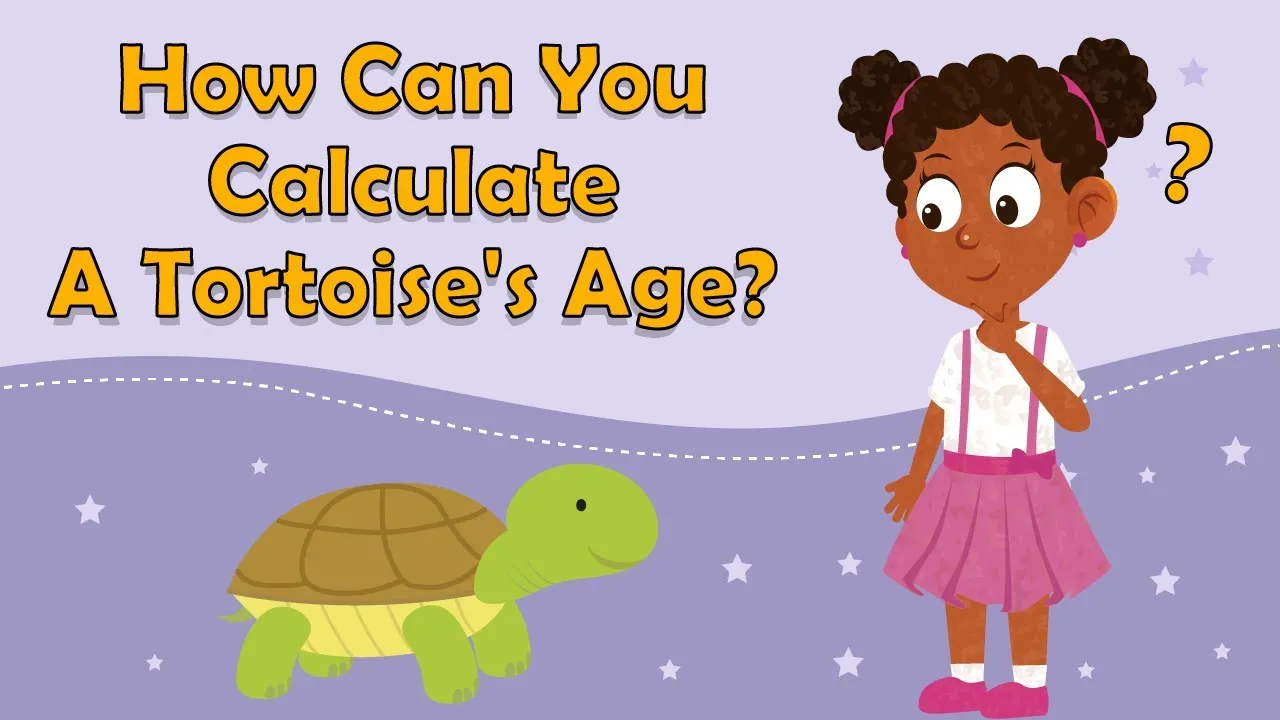 How Can You Calculate A Tortoise's Age? - ClassX