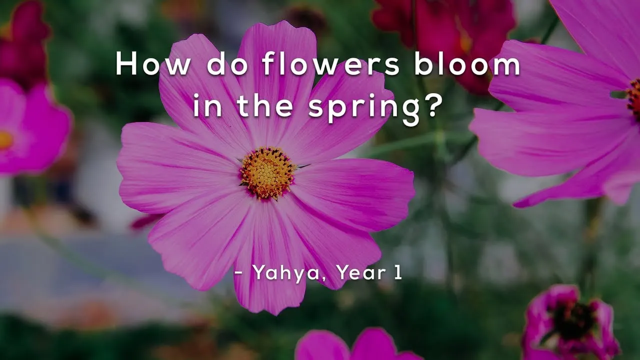 How do flowers bloom in the spring? - ClassX