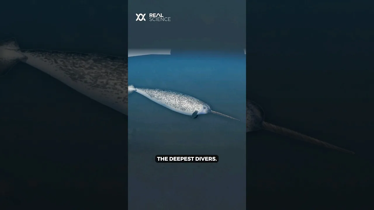 How do narwhals dive all the way to the ocean midnight zone? - ClassX
