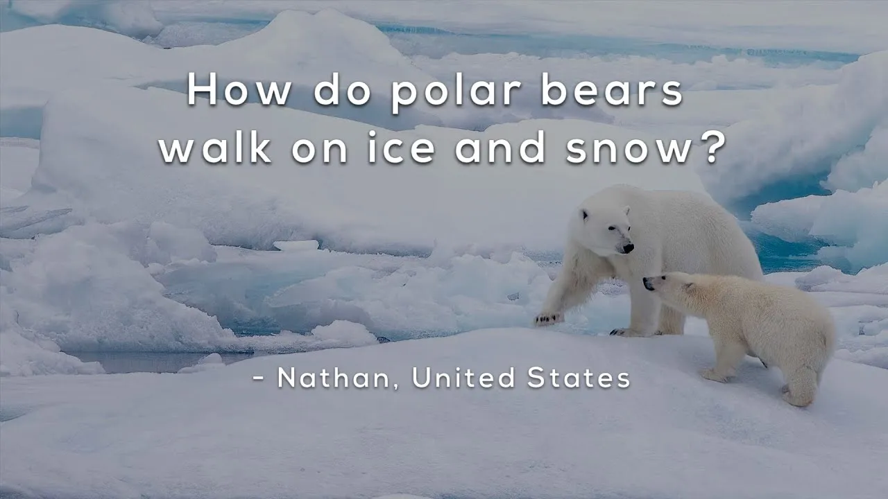 How do polar bears walk on ice and snow? - ClassX