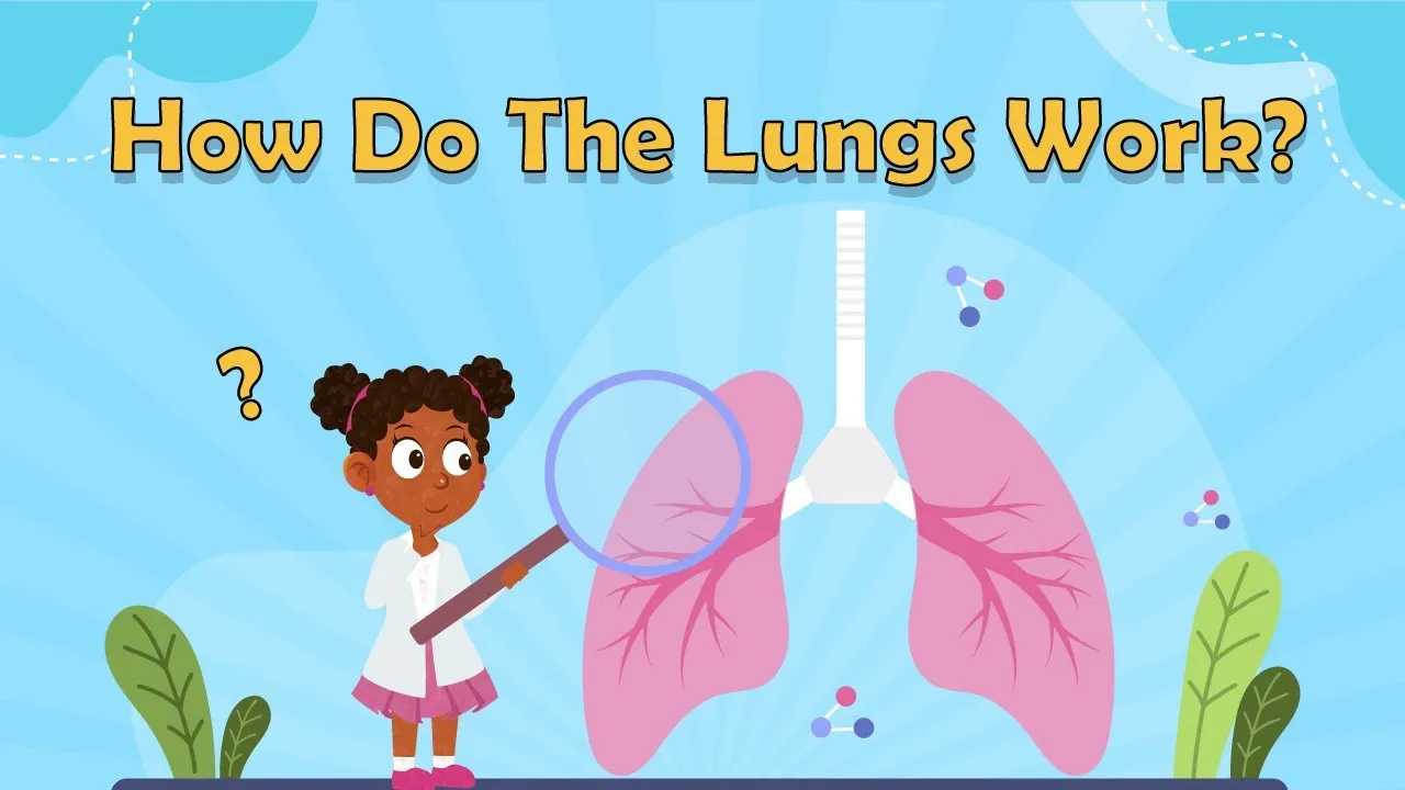 How Do The Lungs Work? - ClassX