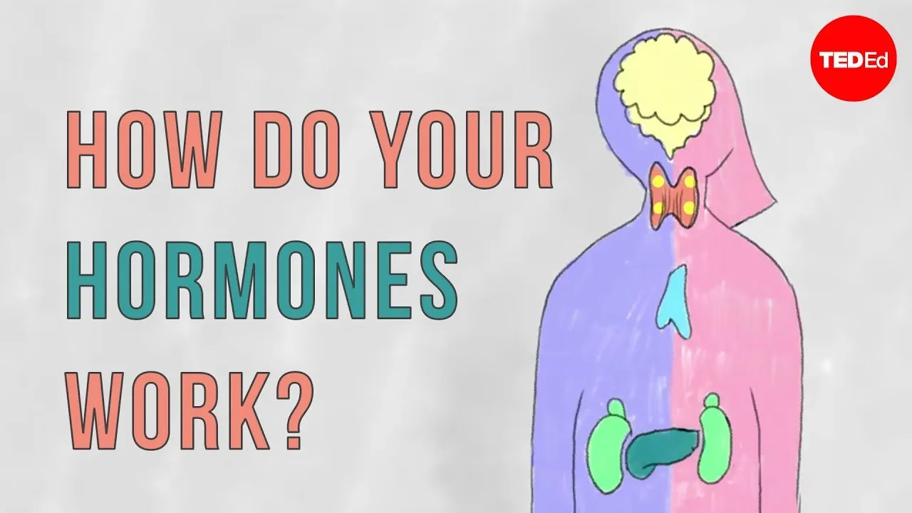 How Do Your Hormones Work Emma Bryce Classx