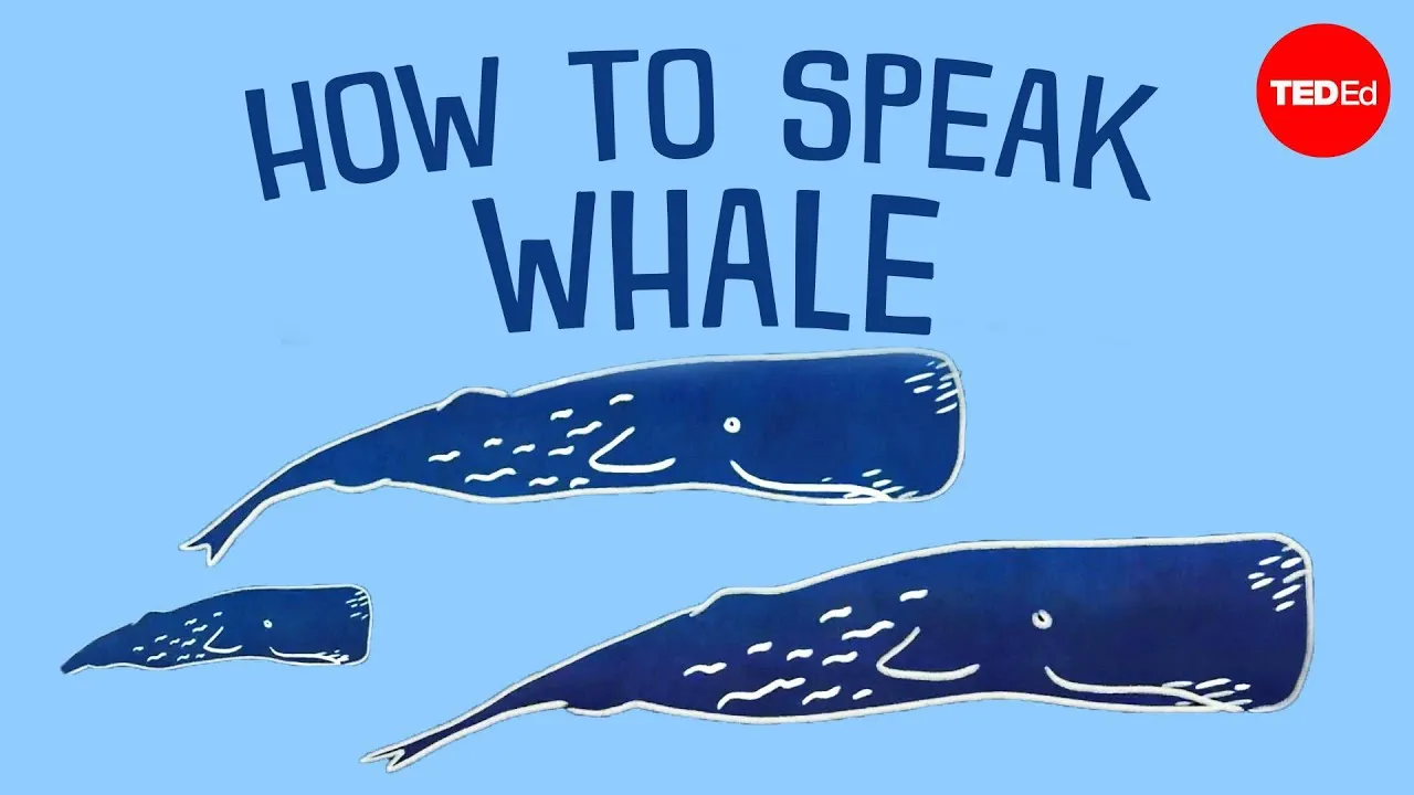 How does whale communication work? - David Gruber and Shane Gero - ClassX
