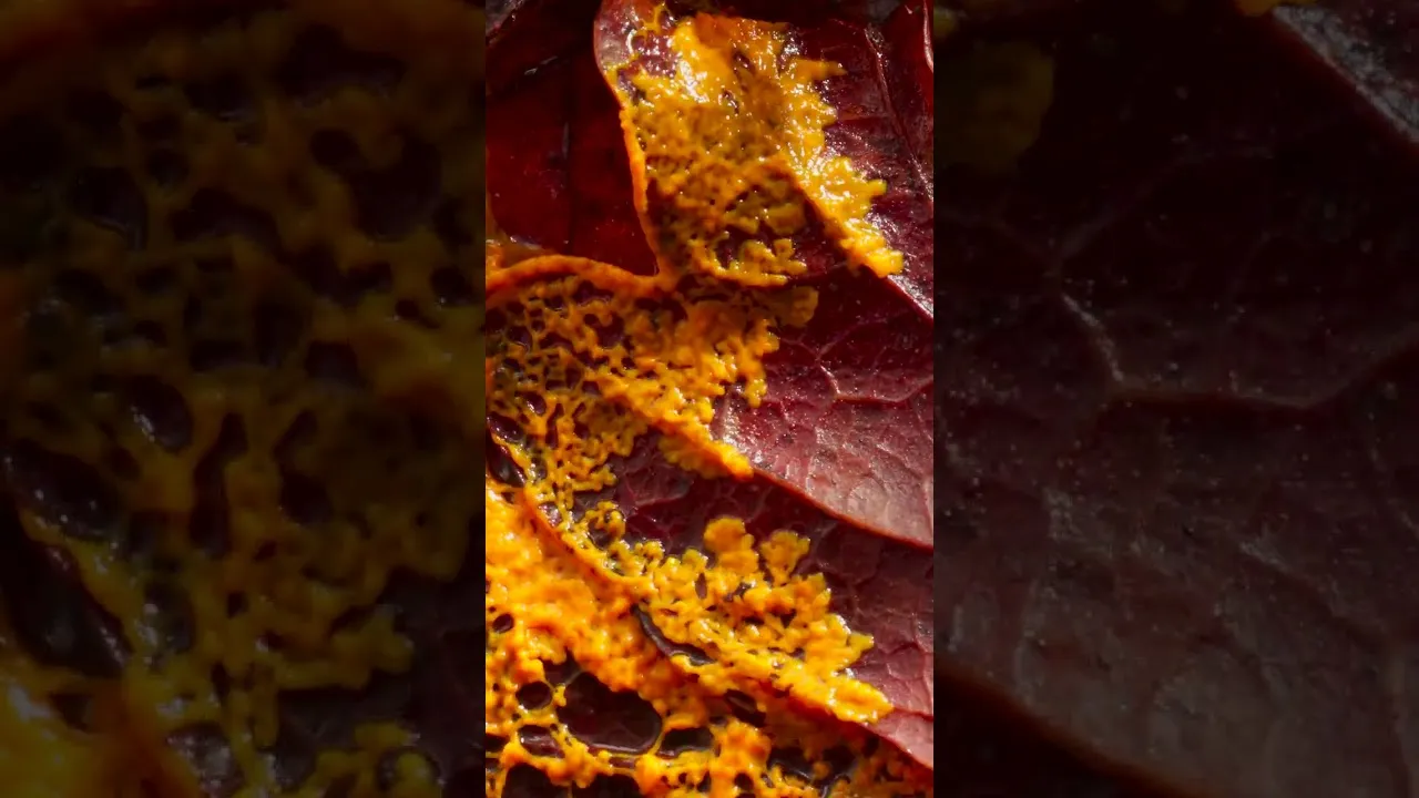 How Fungi Uses Their Own Environment To Grow #Nature #Fungi - ClassX