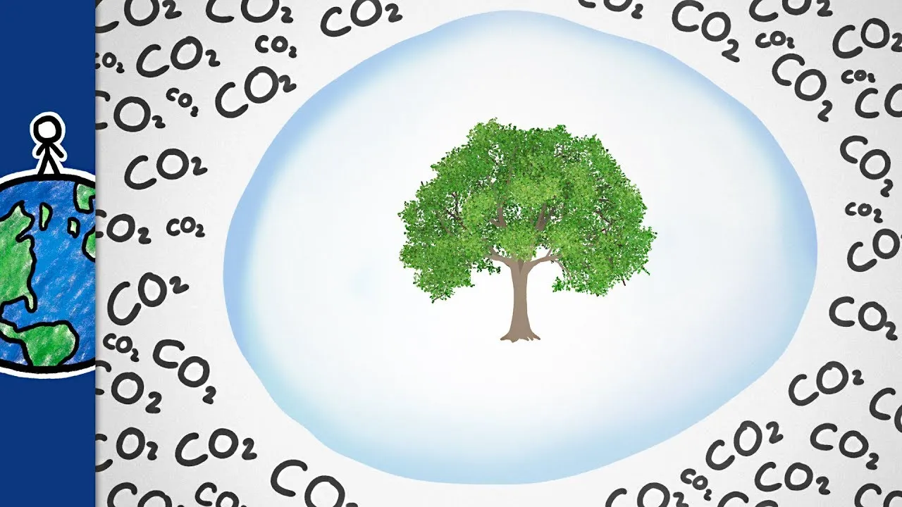 How Much Air Can A Tree Hold? #TeamTrees - ClassX