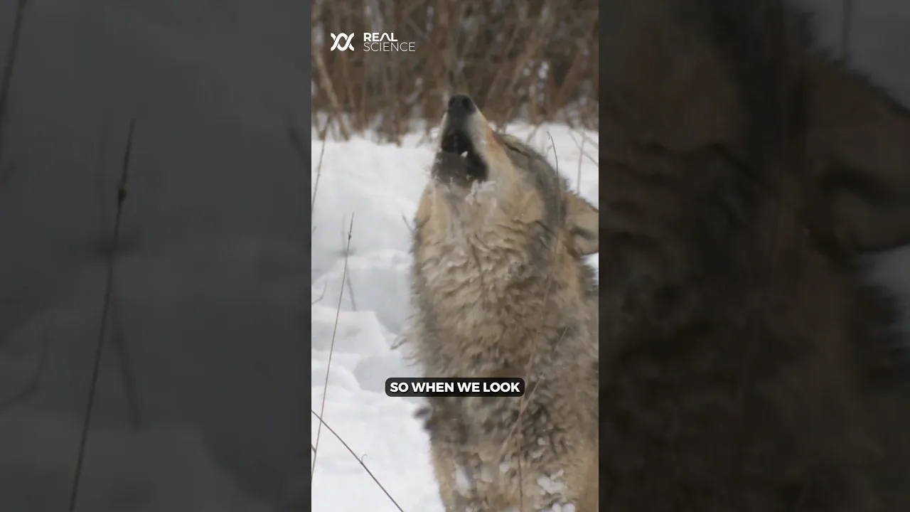 How radiation is helping wolves thrive in Chernobyl - ClassX