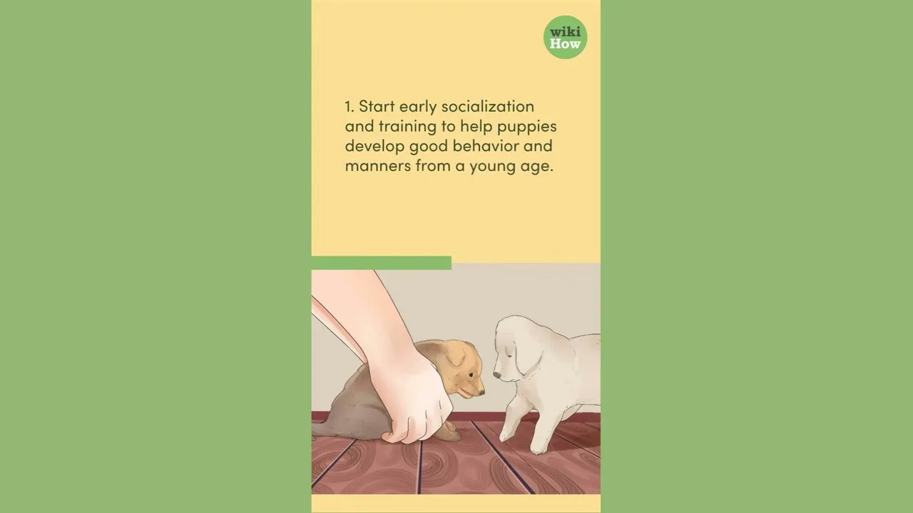 How To Train Puppies - ClassX