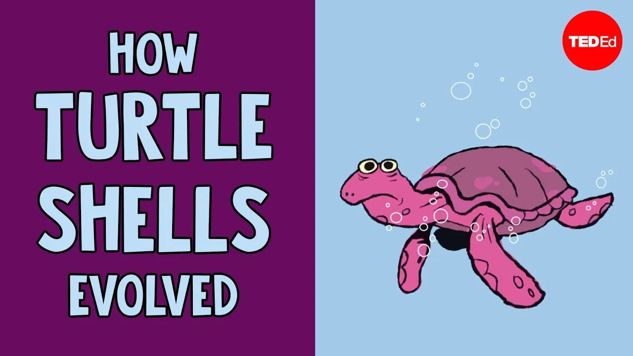 How turtle shells evolved... twice - Judy Cebra Thomas - ClassX