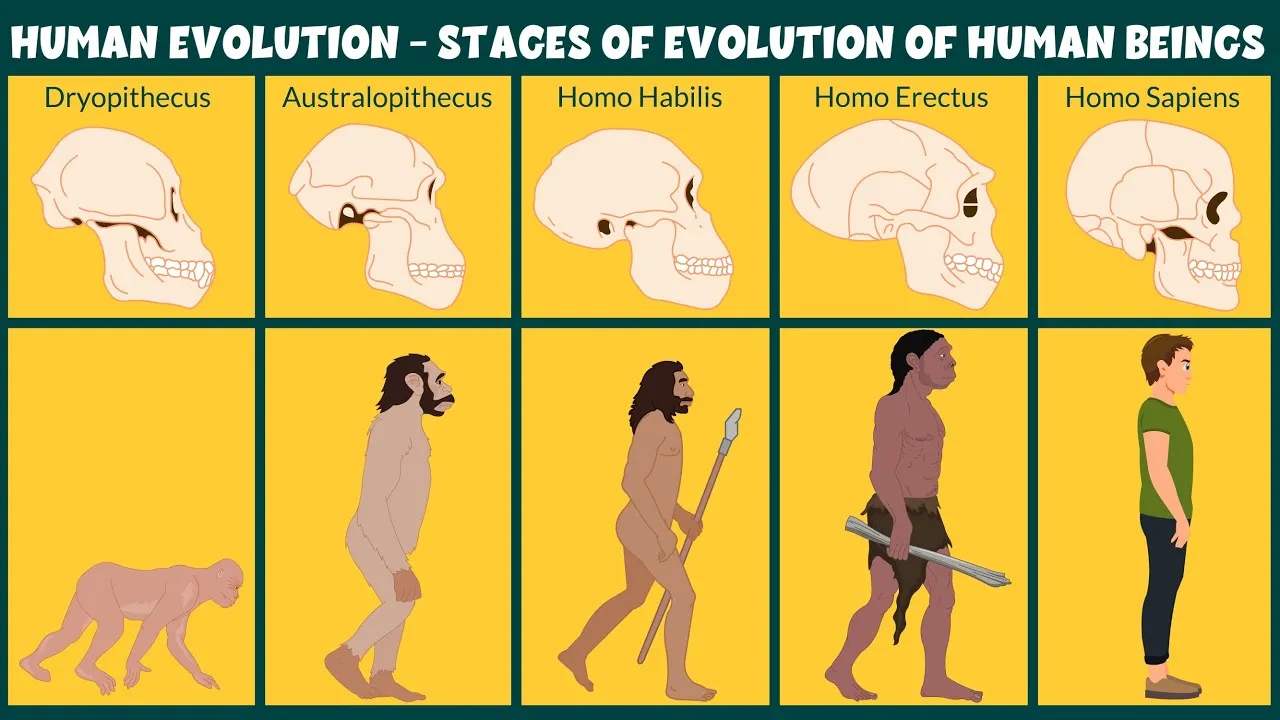 Human Evolution Video - Stages of Evolution of Human Beings - ClassX Human Evolution Video - Stages of Evolution of Human Beings - ClassX