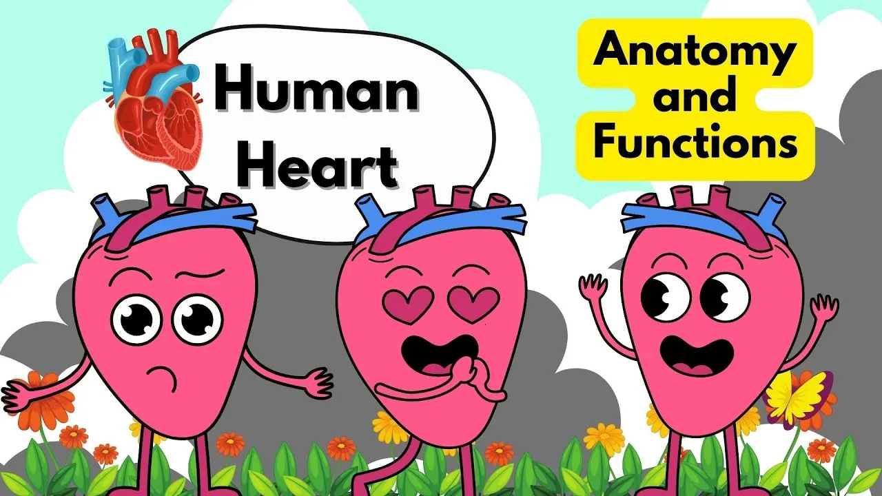 Human Heart Structure and Functions - ClassX
