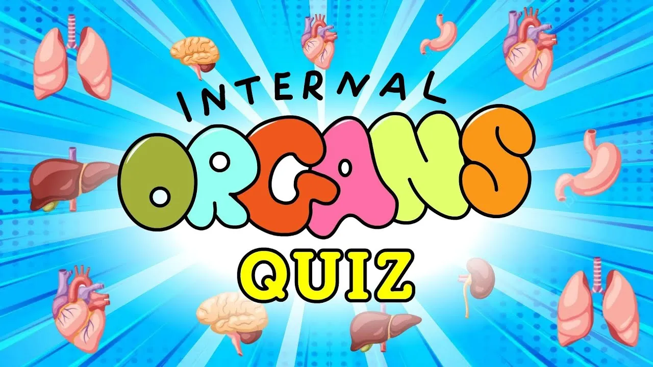 Human Organs Quiz For Kids Internal Organs Of The Human Body And