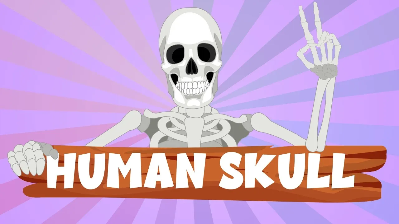 Human Skull: Definition, Anatomy, Structure, & Function - Human Skull ...