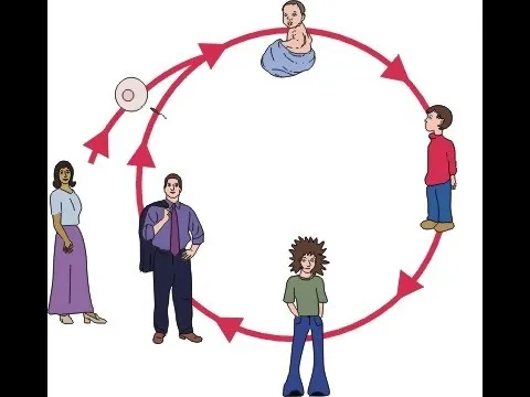 Humans Life Cycle - ClassX