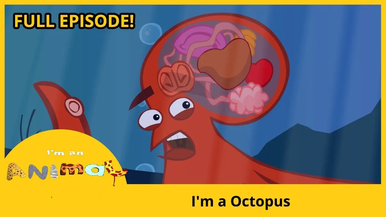 I'm an Octopus | I'M AN ANIMAL - ClassX