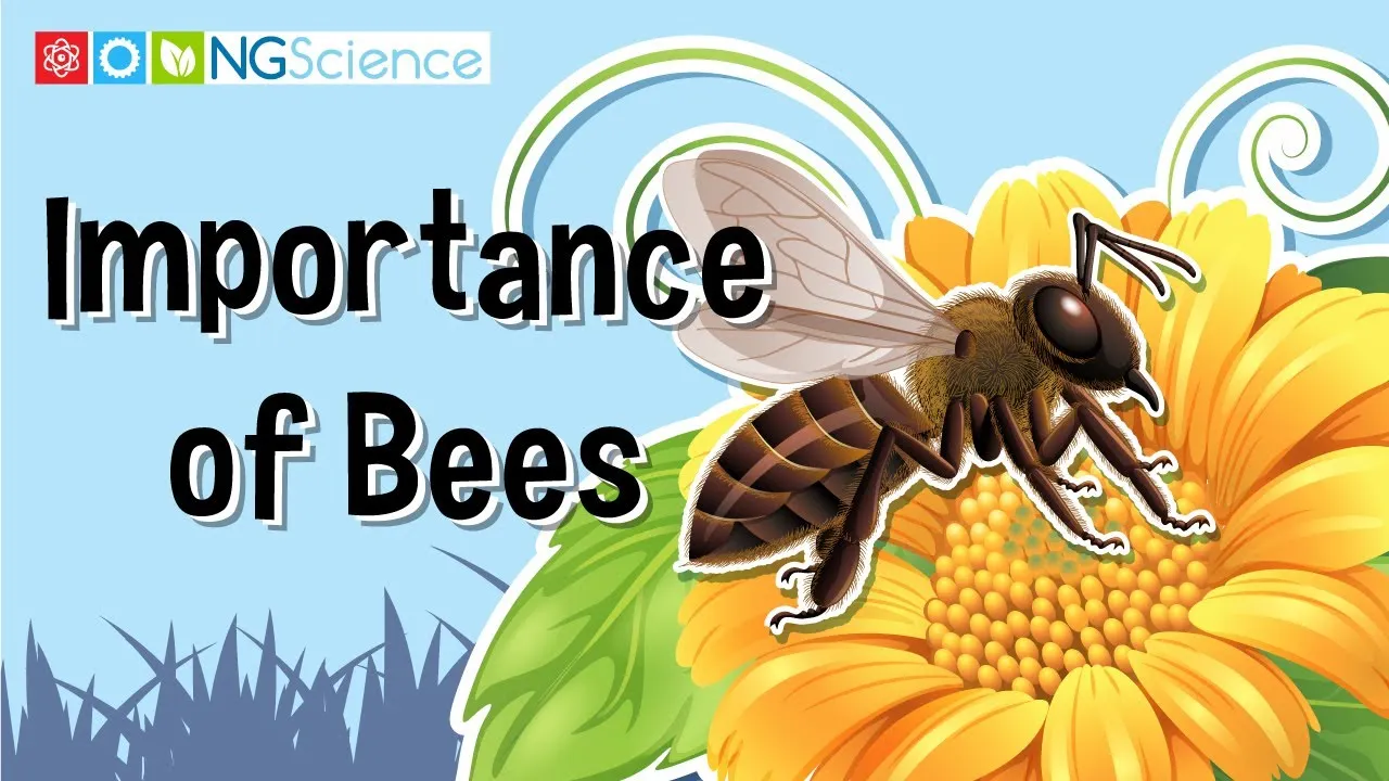 Importance of Bees - ClassX