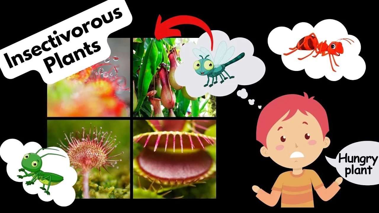 Insectivorous Plants | Carnivorous Plants | Science Lesson - ClassX