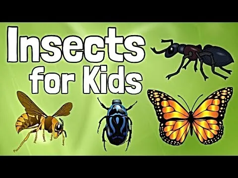 Insects for Kids - ClassX