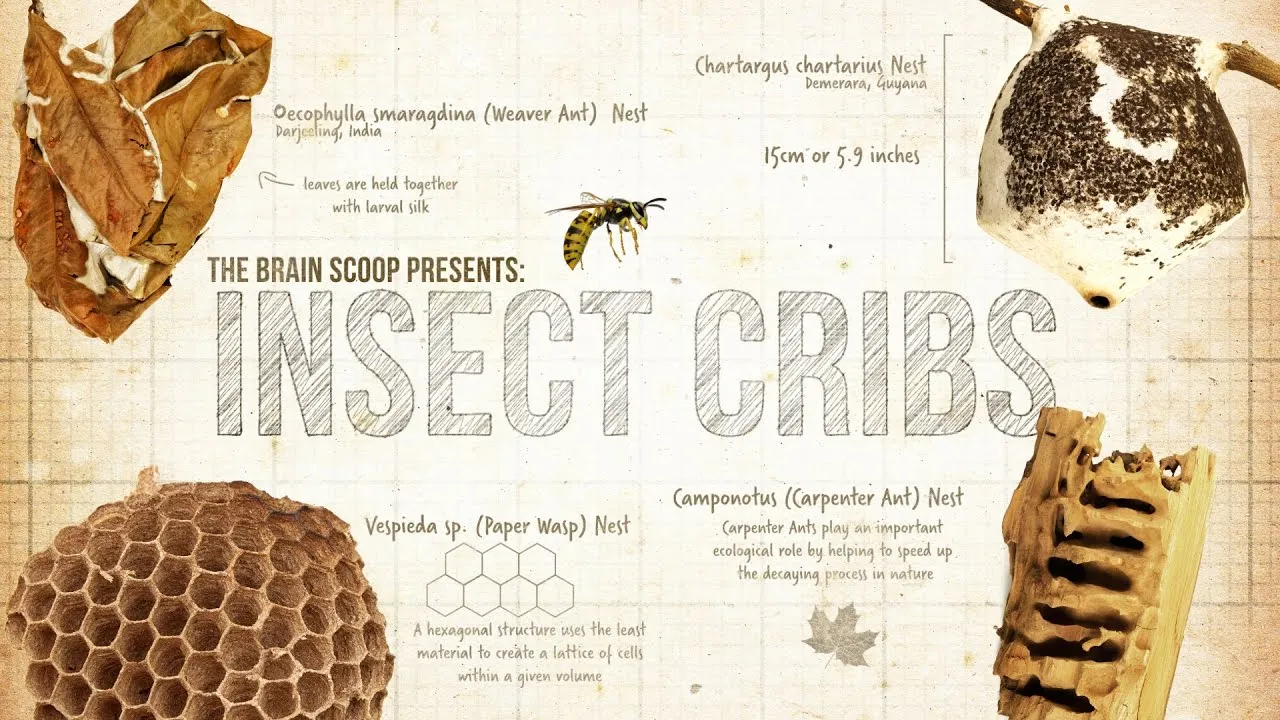 Inside Insect Nests - ClassX