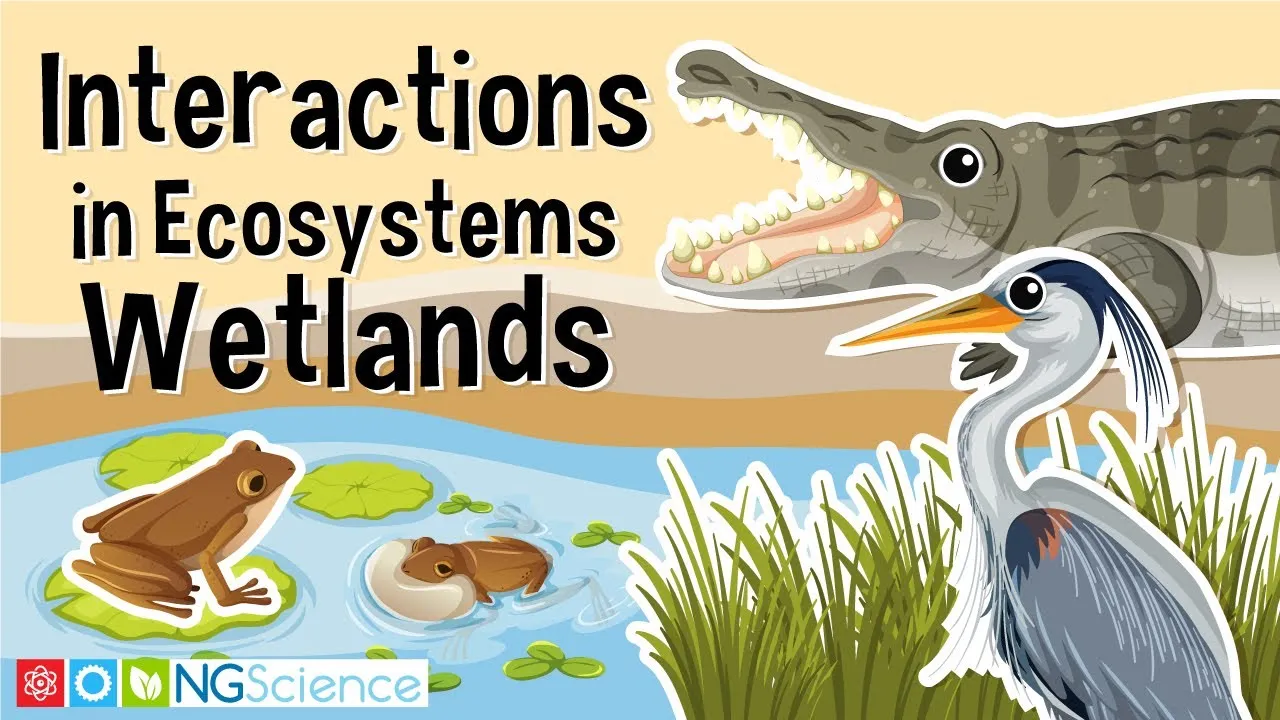 Interactions in Ecosystems – Wetlands - ClassX