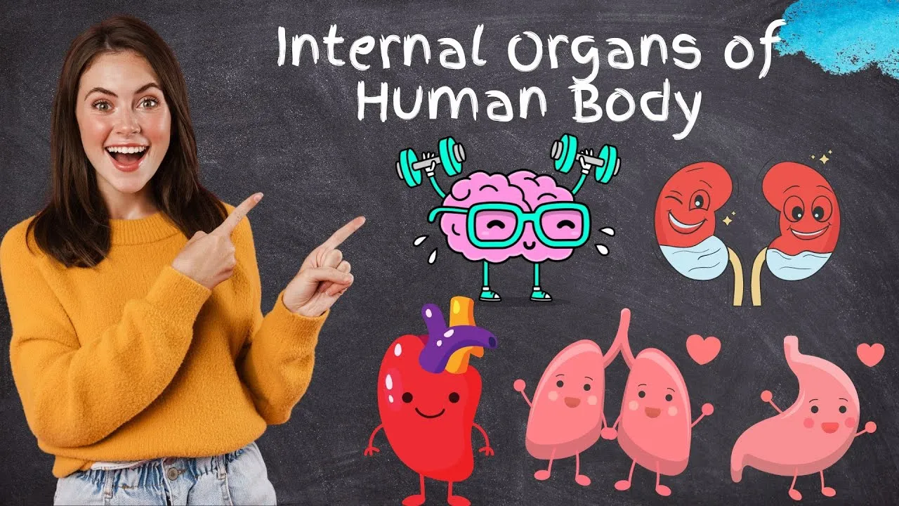 Internal Organs | Human Body Organs Location and Function | Science for ...
