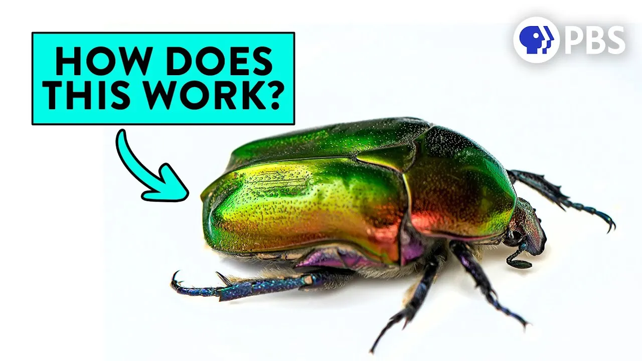 Iridescence: Nature's Most Beautiful Physics Trick - ClassX