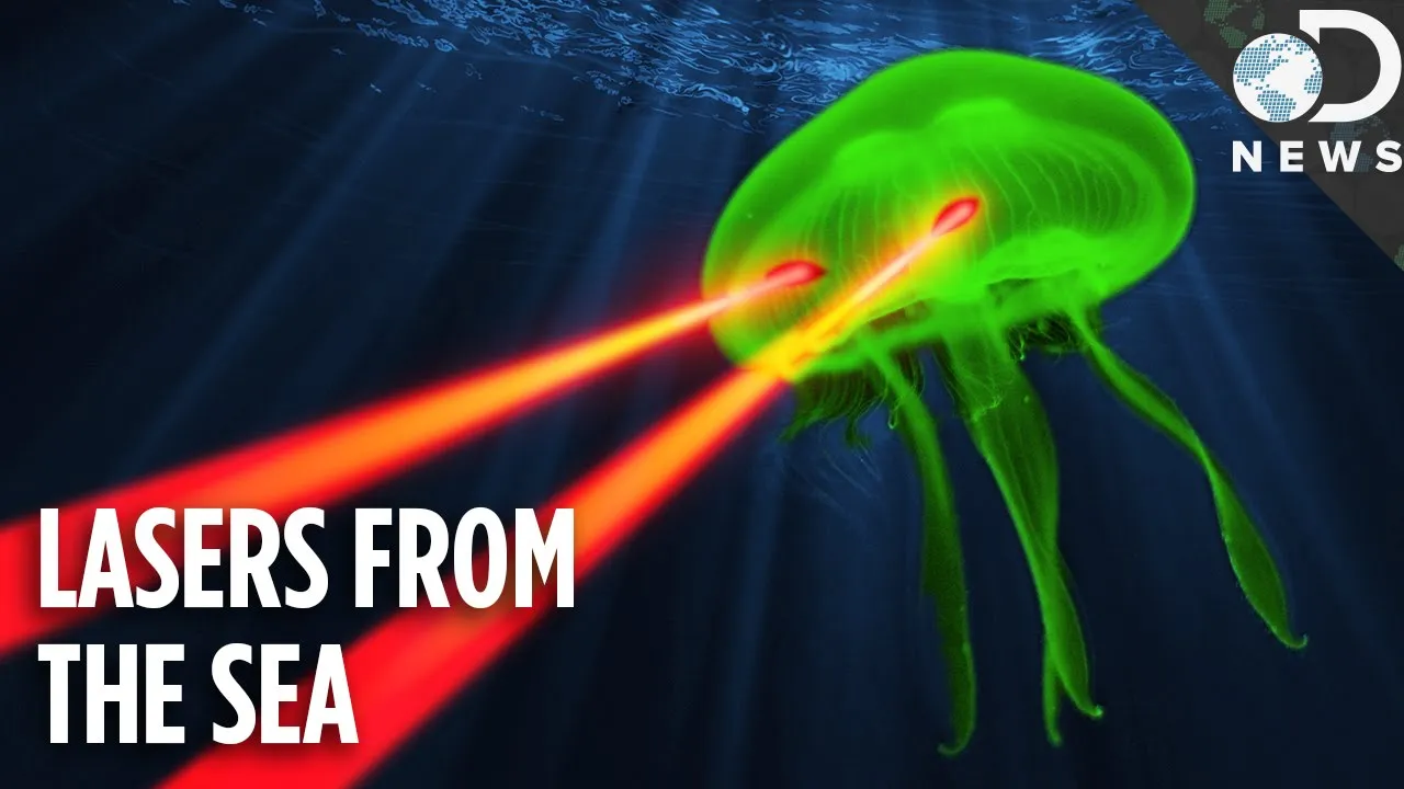 Jellyfish Lasers Are Revolutionizing Quantum Physics - ClassX