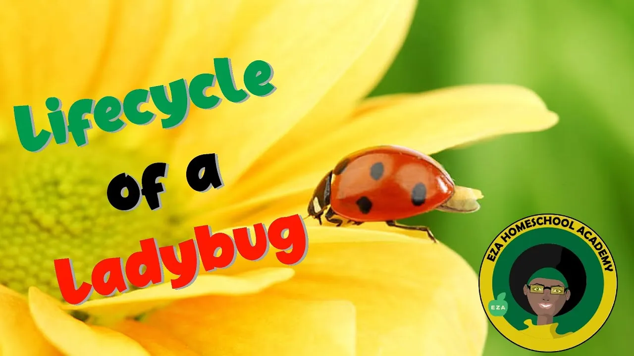 Ladybug Life Cycle: All about Ladybugs - ClassX