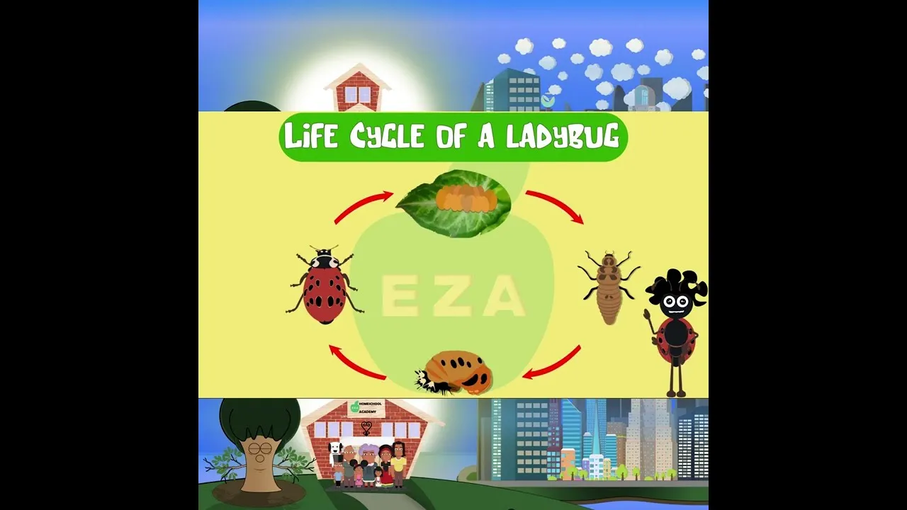 Ladybug Life Cycle animation in 30 seconds - ClassX