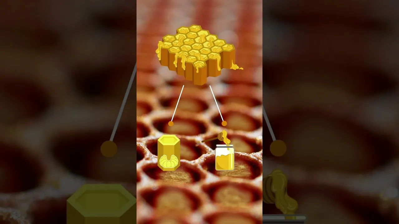 Learn About the Honeycomb From the Bees! ???? - ClassX