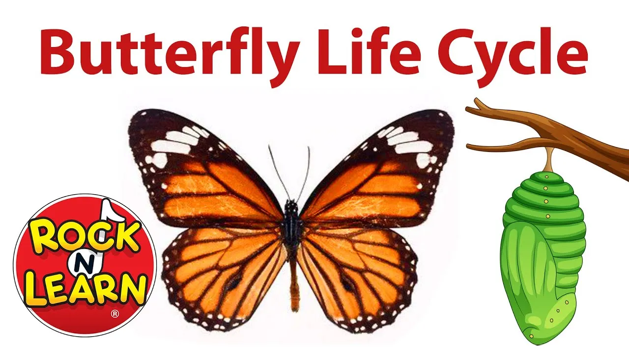 Life Cycle of a Butterfly for Kids - ClassX