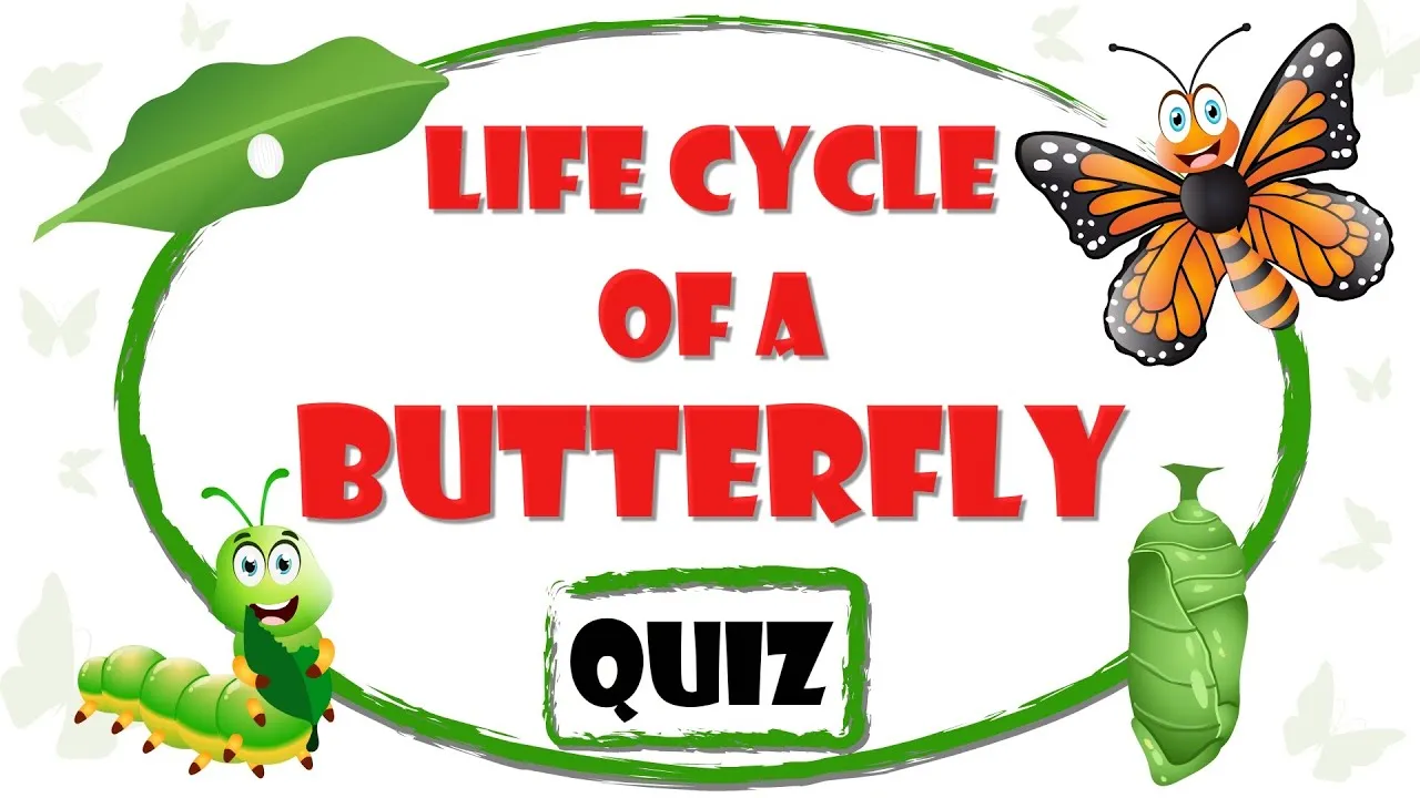 Life Cycle of a Butterfly Quiz with Animated Explanation - ClassX