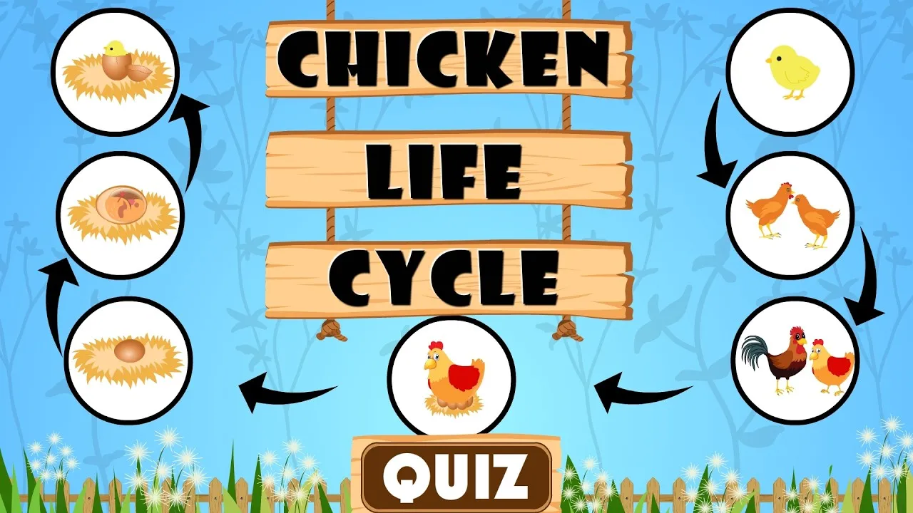 Life Cycle of a Chicken | Quiz for Kids | Stages, Facts, and FAQs - ClassX