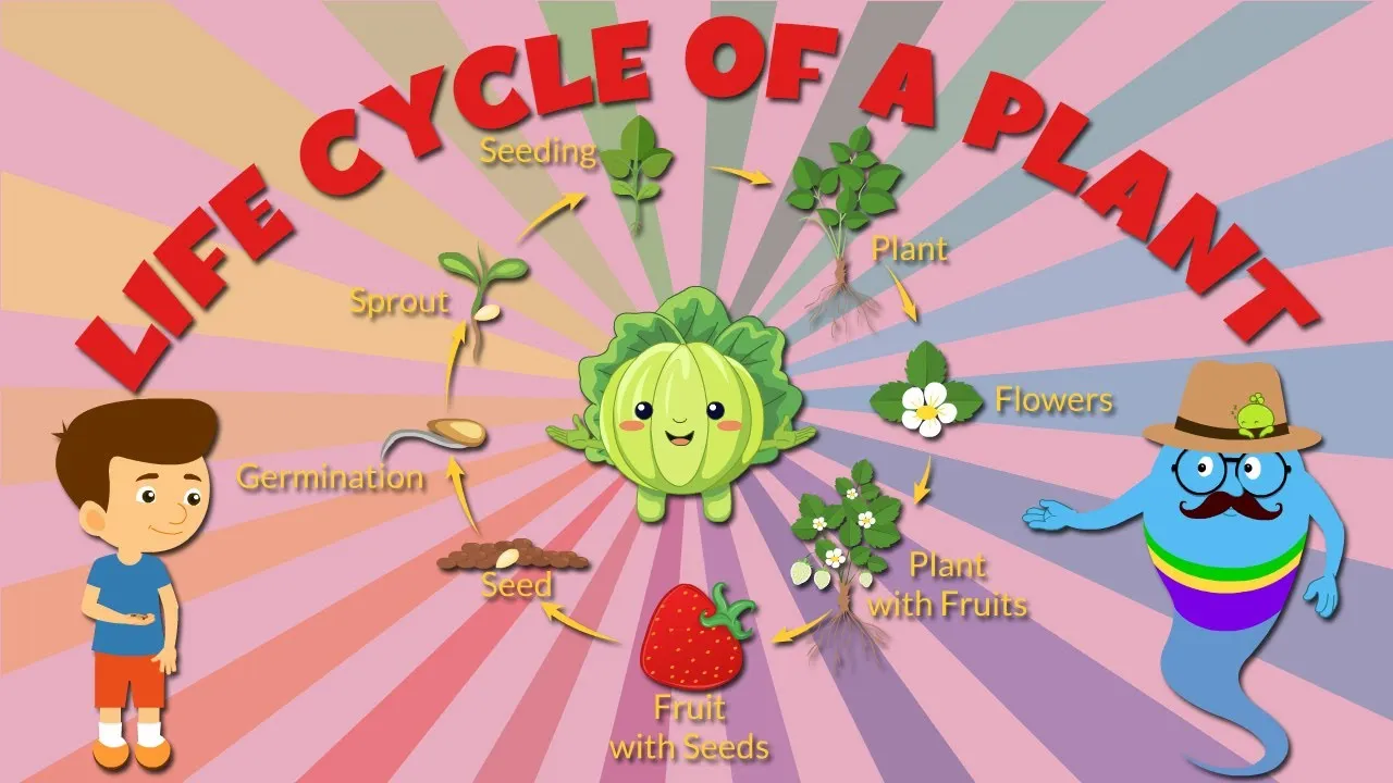 life cycle of plants for kids - Stages of Plant Life Cycle - ClassX