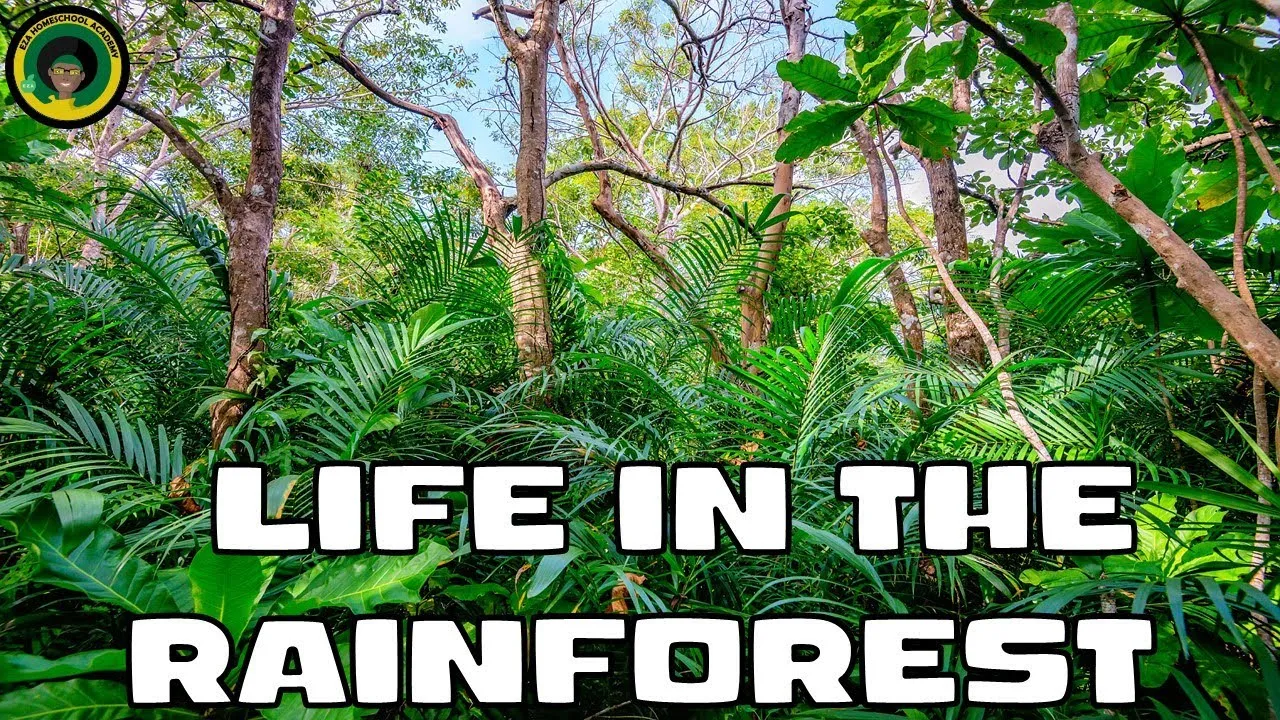Life in the Rainforest - ClassX