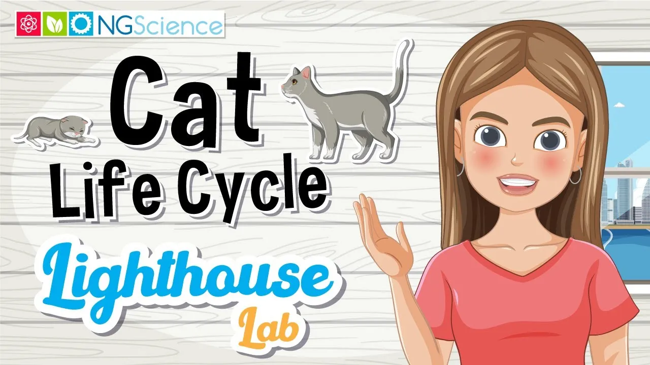 Lighthouse Lab – Cat Life Cycle - ClassX