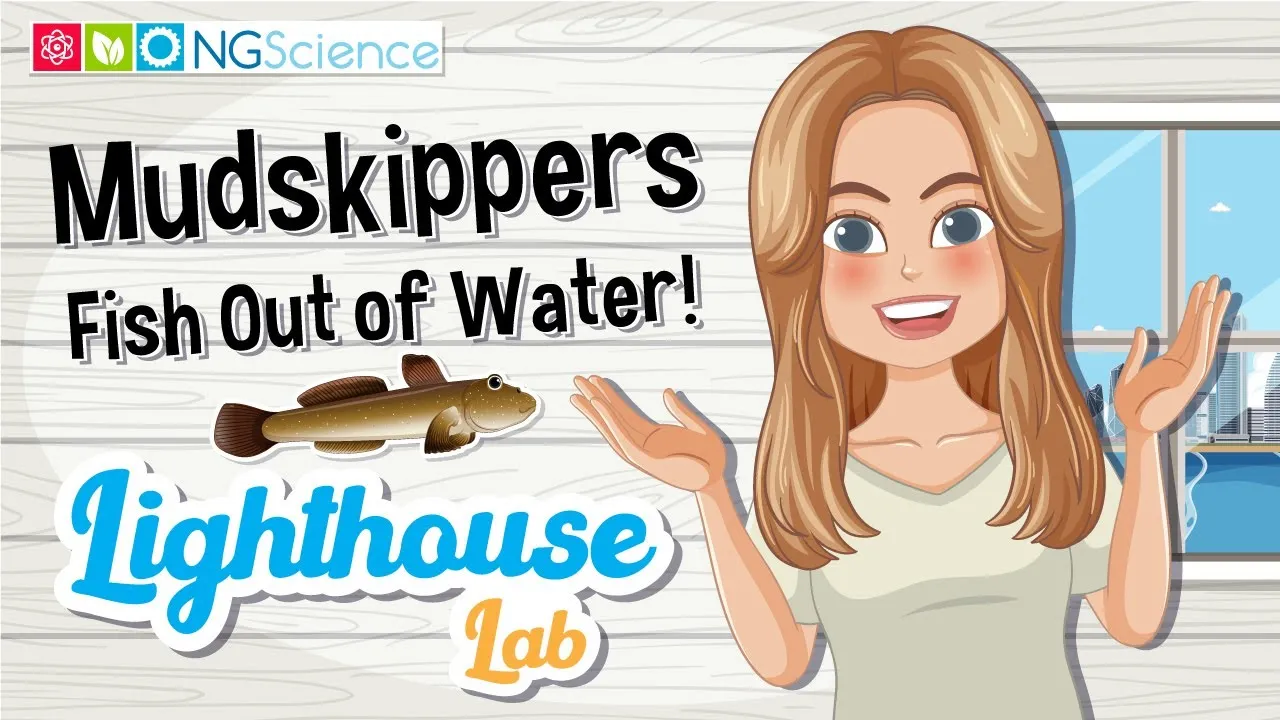 Lighthouse Lab – Mudskippers: Fish Out of Water! - ClassX