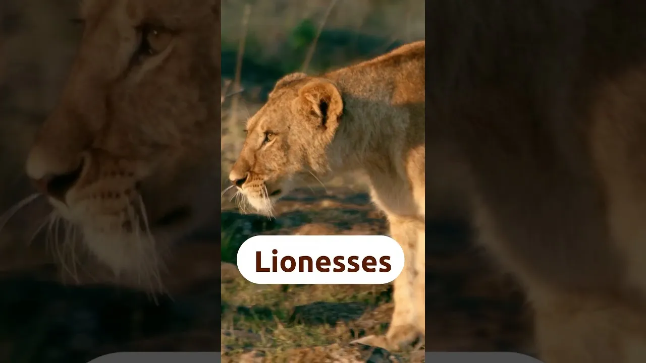 Lionesses are Amazing ???? - ClassX