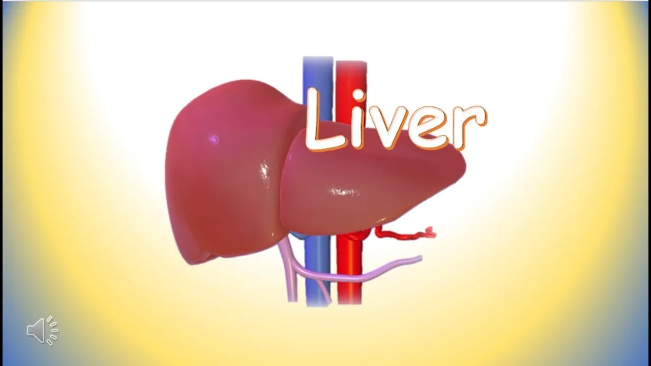 Liver | functions of liver | Human body organs | Science for kids - ClassX