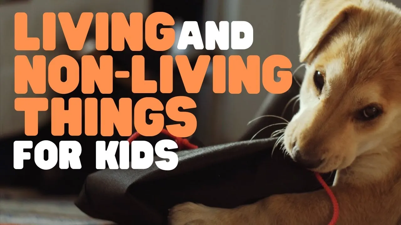 Living and Non-living Things for Kids | Learn why some things are alive ...