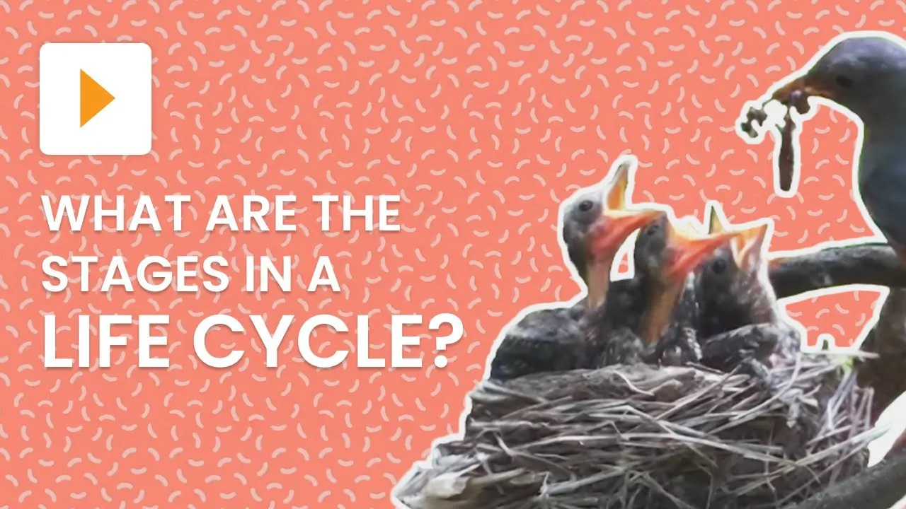 Living Things Life Cycles Explained | Science - ClassX